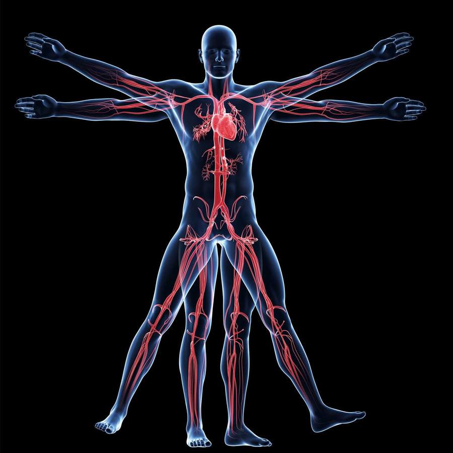 ANATOMY AND PHYSIOLOGY FOR PARAMEDICS Creative Paramedical Education